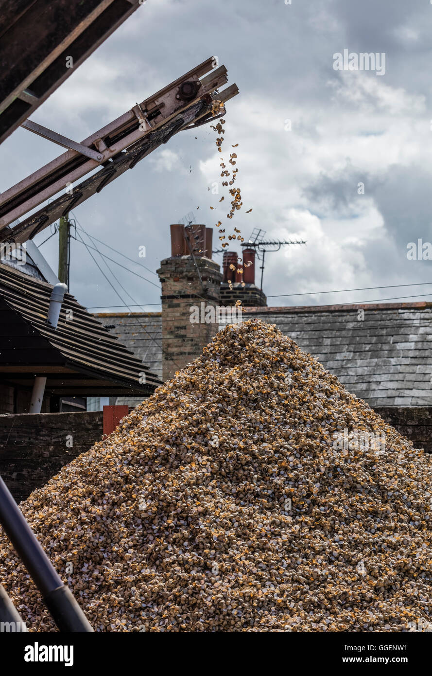 Clams being processed at a Whitstable clam factory and a pile of empty ...