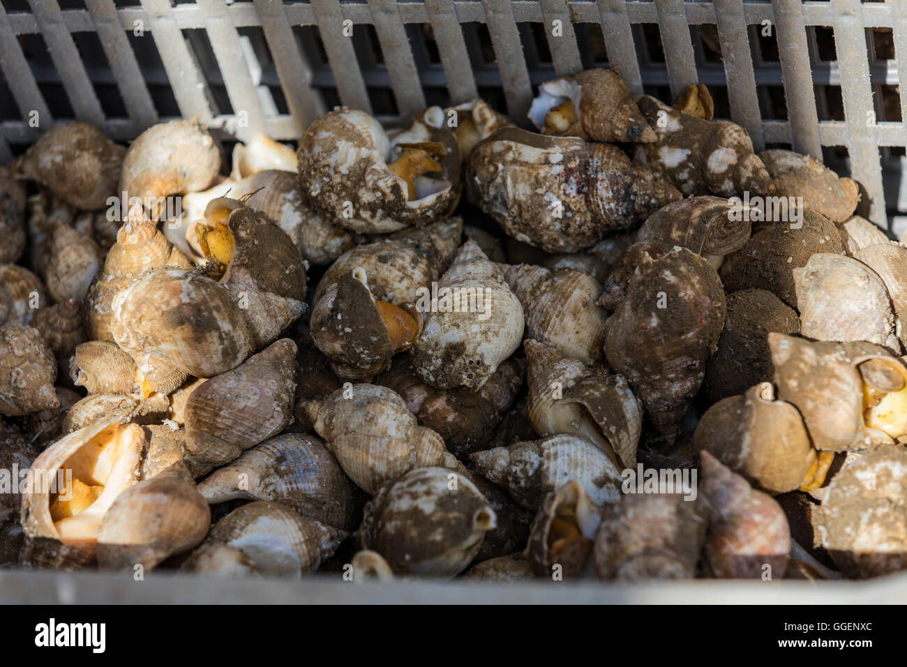 Whelks seafood hi-res stock photography and images - Alamy