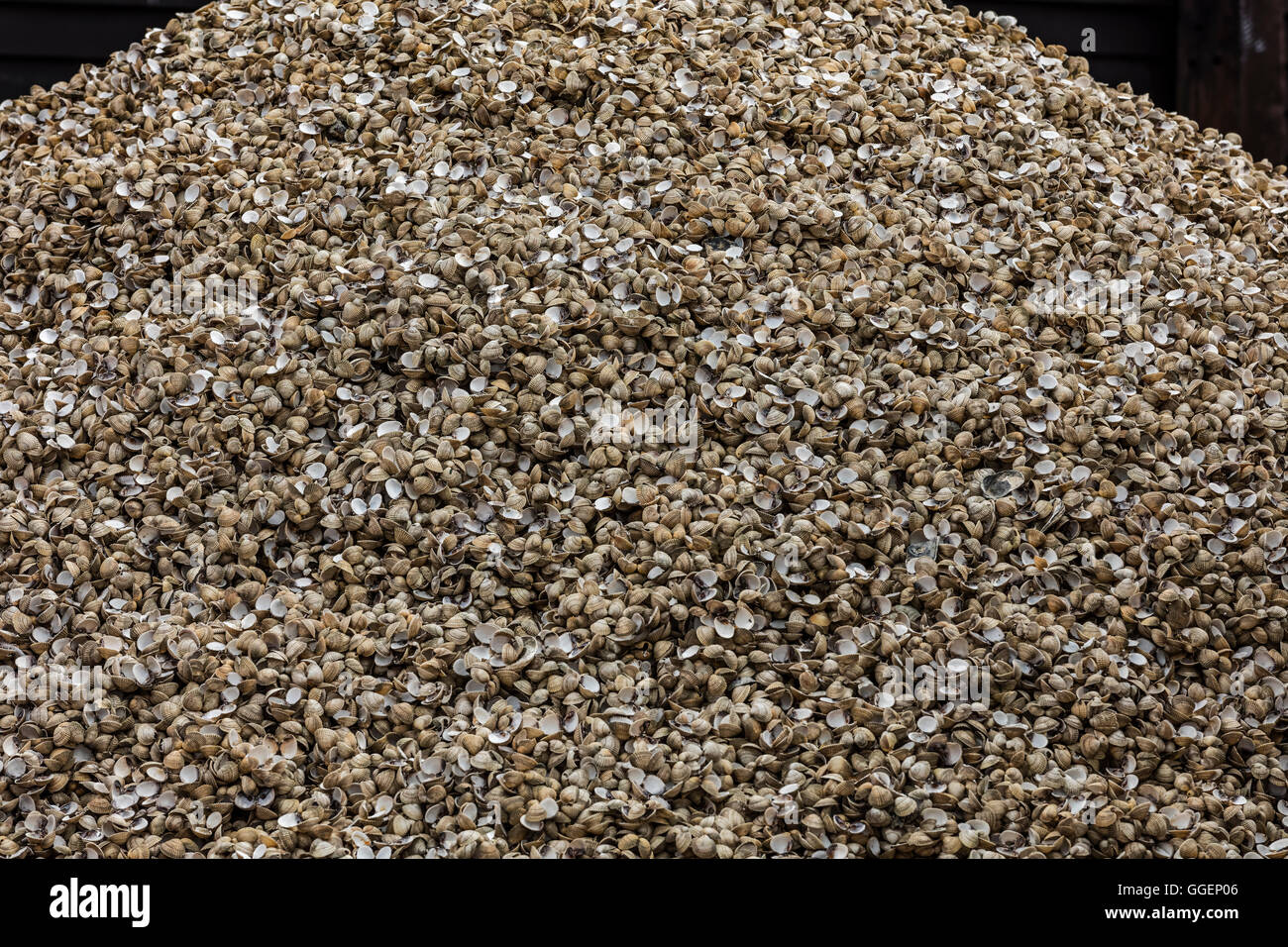 Huge pile of empty clam shells at Whitstable harbour in Kent Stock ...