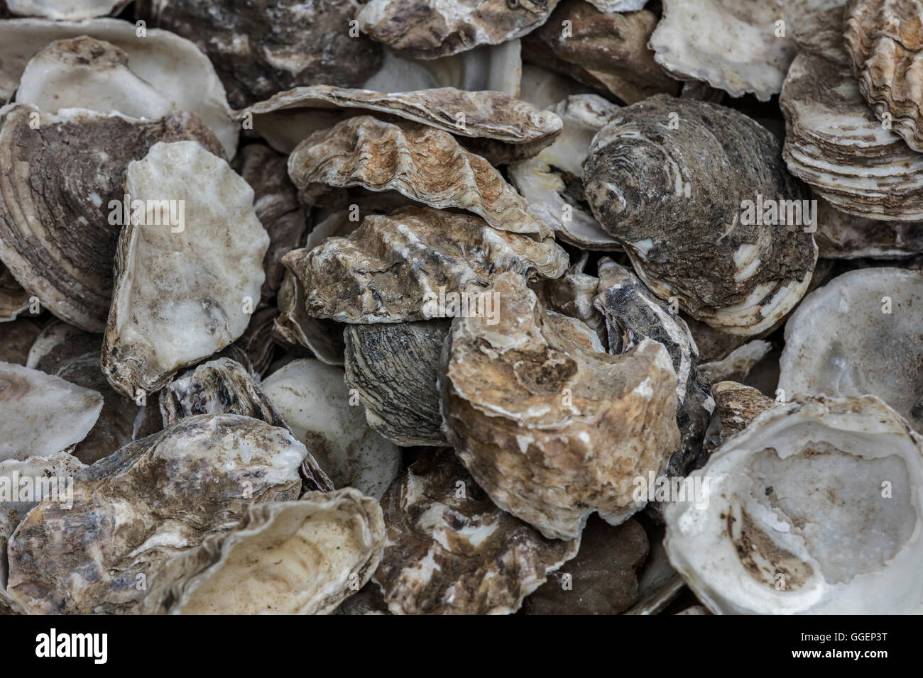 Empty oyster shells Stock Photo - Alamy