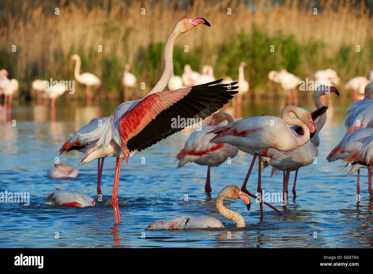 Beautiful greater flamingos take off in Camargue Stock Photo - Alamy
