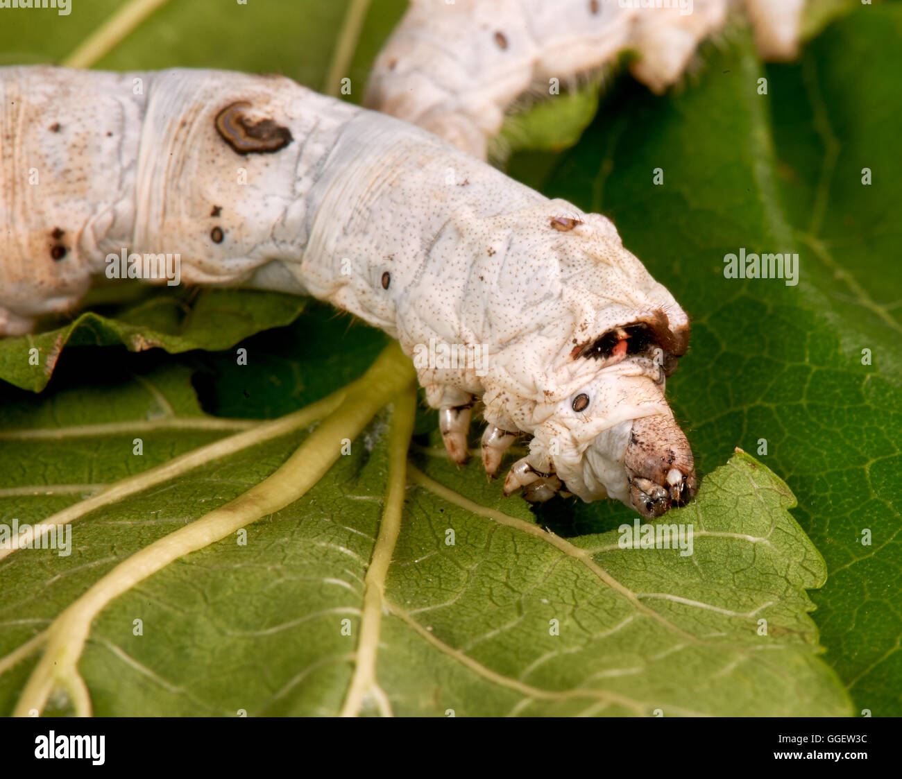 Larva silk hi-res stock photography and images - Alamy