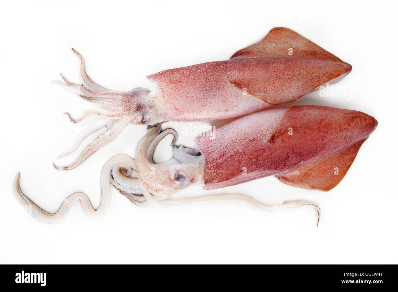 Fresh white squid on hi-res stock photography and images - Alamy
