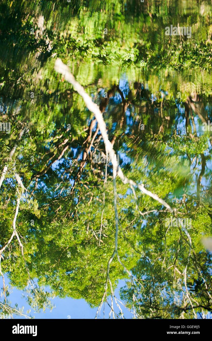 Overhanging palm and gum trees reflect in the waters of Barramundi ...