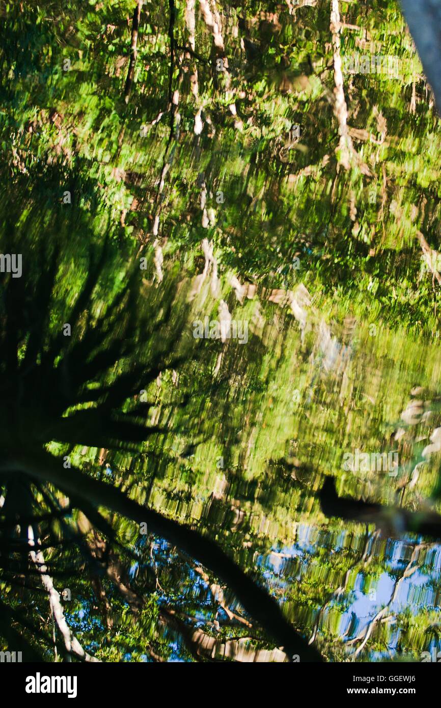 Overhanging palm and gum trees reflect in the waters of Barramundi ...
