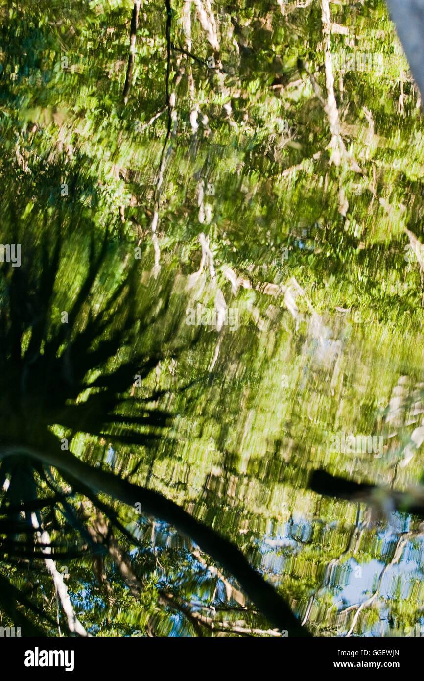 Overhanging palm and gum trees reflect in the waters of Barramundi ...
