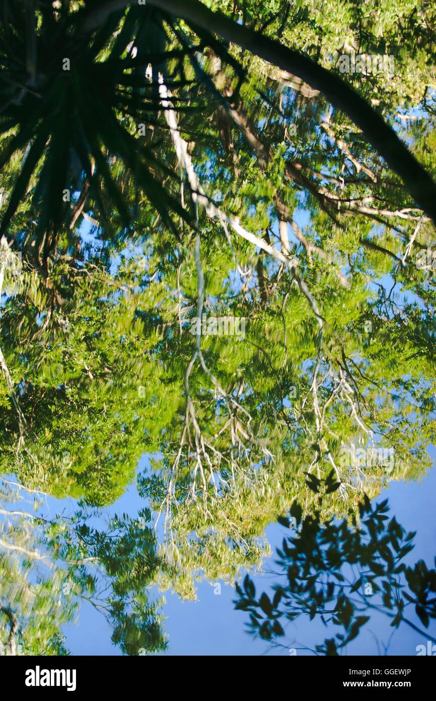 Overhanging palm and gum trees reflect in the waters of Barramundi ...