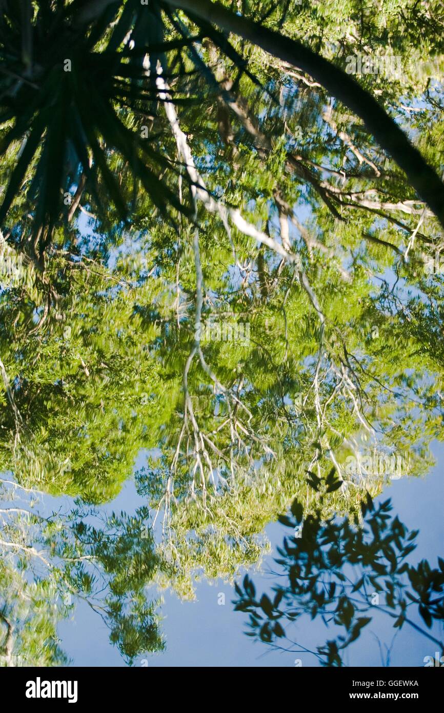 Overhanging palm and gum trees reflect in the waters of Barramundi ...