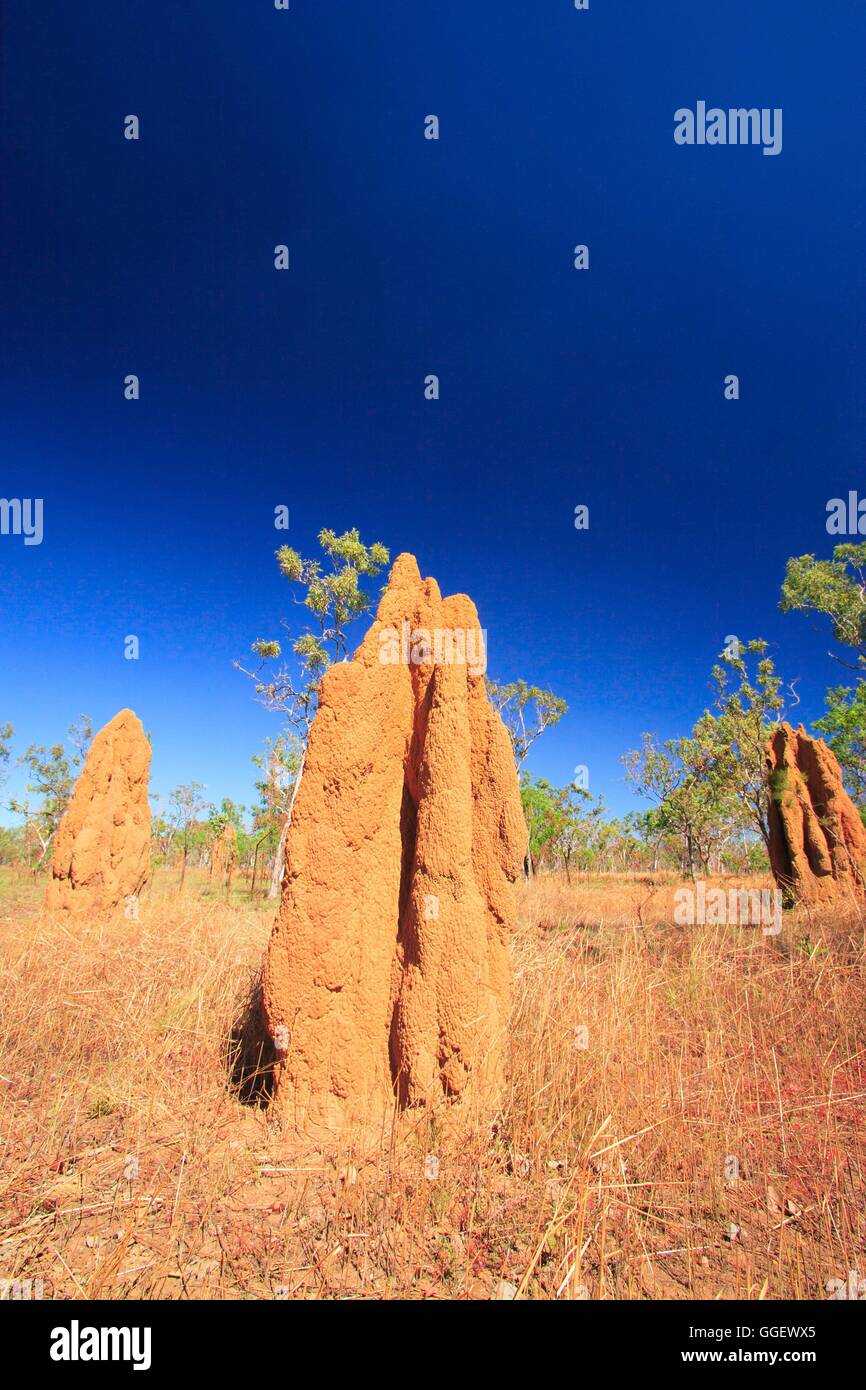 Giant termite mounds dwarf visitors to Kakadu National Park, Northern ...