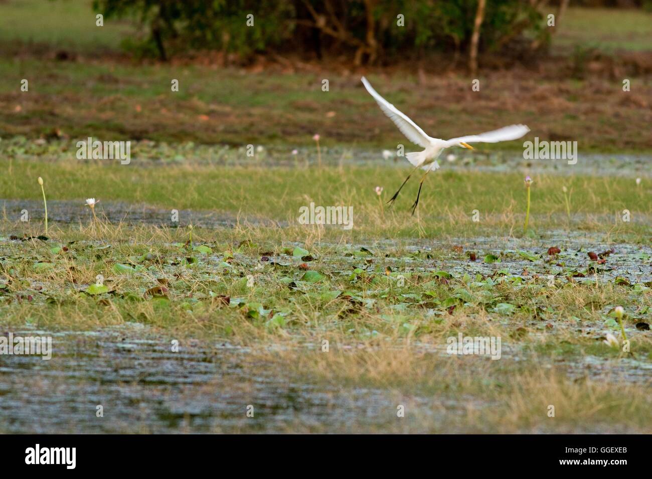 Australian northern territory kakadu national park picturesque national ...