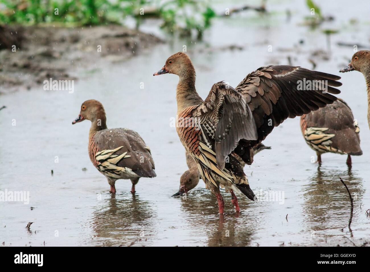 Wandering Whistling Ducks (Dendrocygna arcuata) enjoy a rain storm on ...