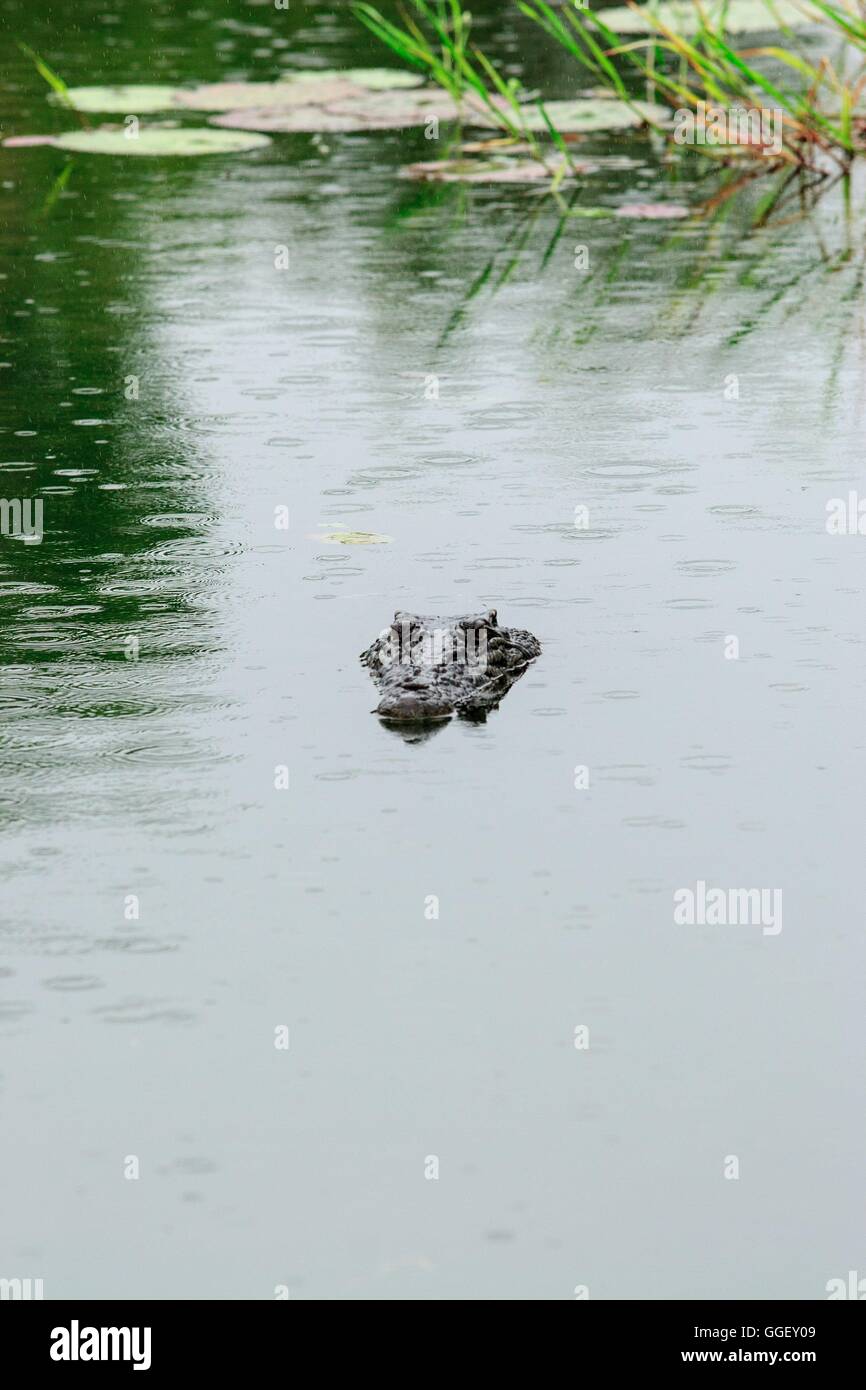 A Saltwater Crocodile lies in wait under the surface of Yellow Waters ...