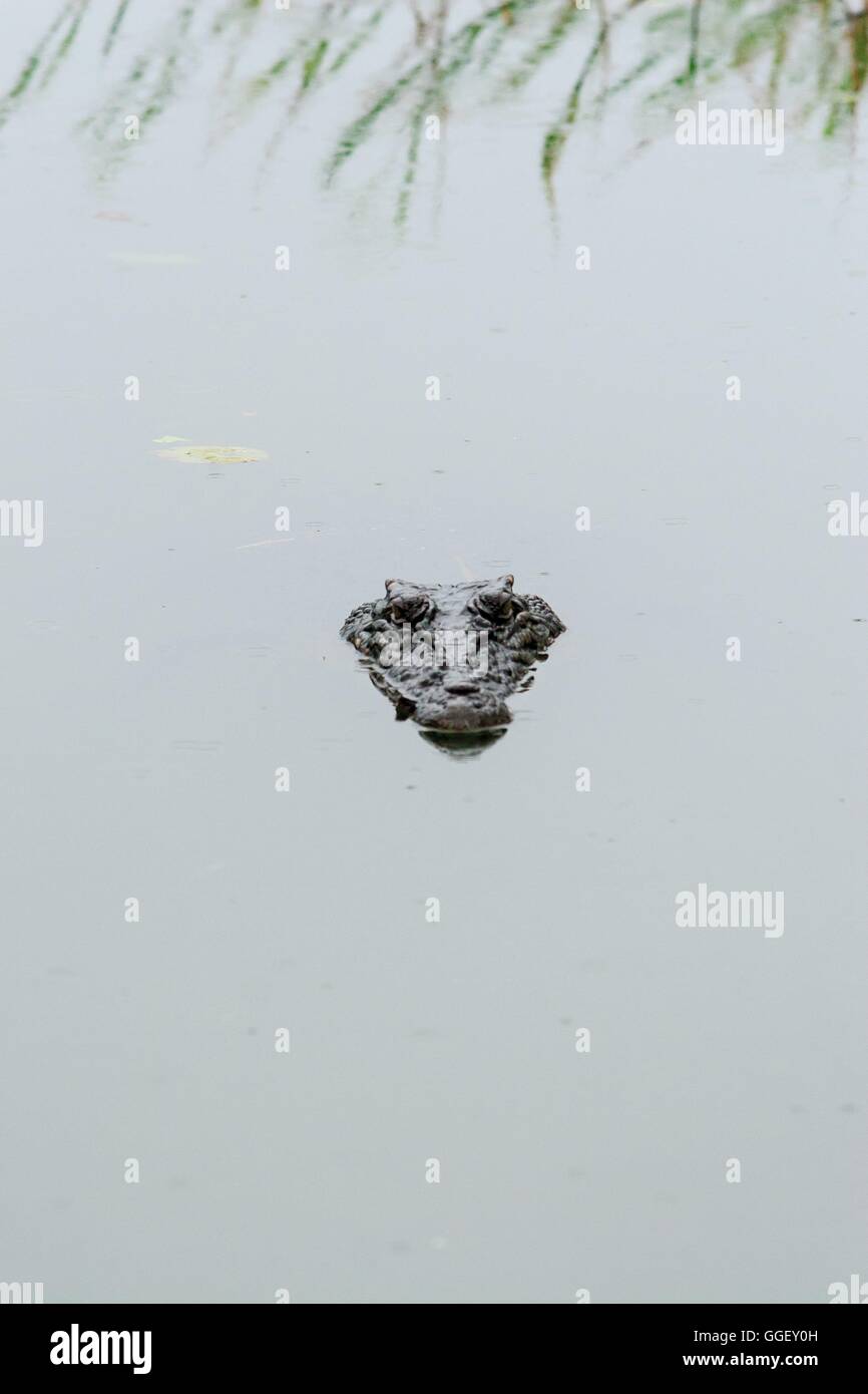 A Saltwater Crocodile lies in wait under the surface of Yellow Waters ...