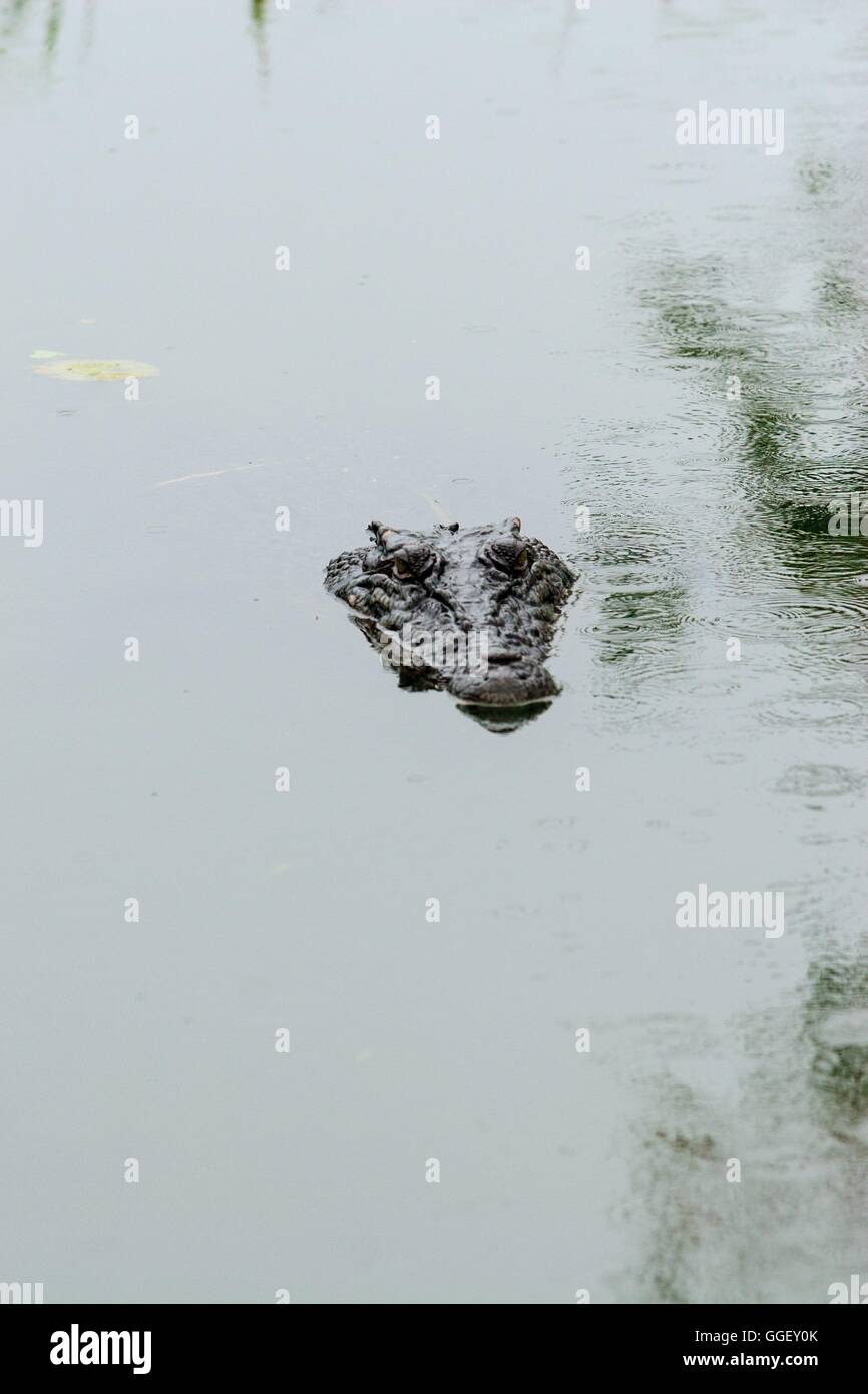 A Saltwater Crocodile lies in wait under the surface of Yellow Waters ...