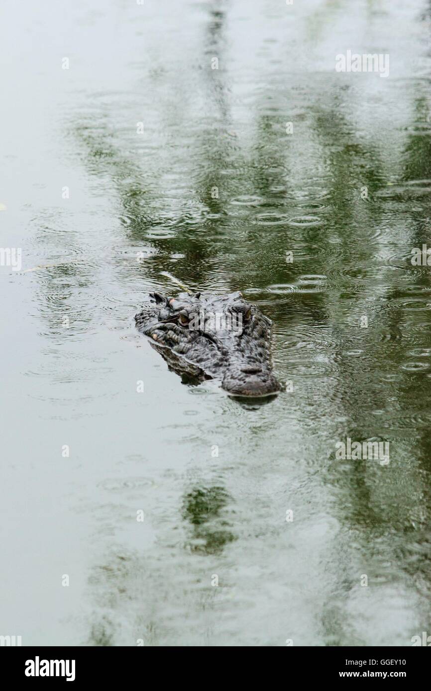 A Saltwater Crocodile lies in wait under the surface of Yellow Waters ...