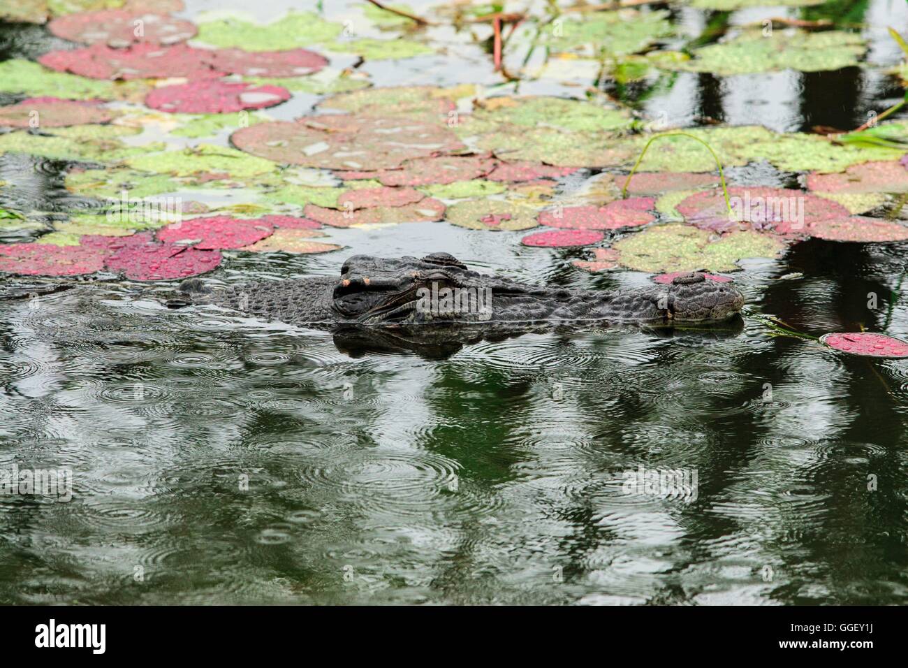 A Saltwater Crocodile lies in wait under the surface of Yellow Waters ...