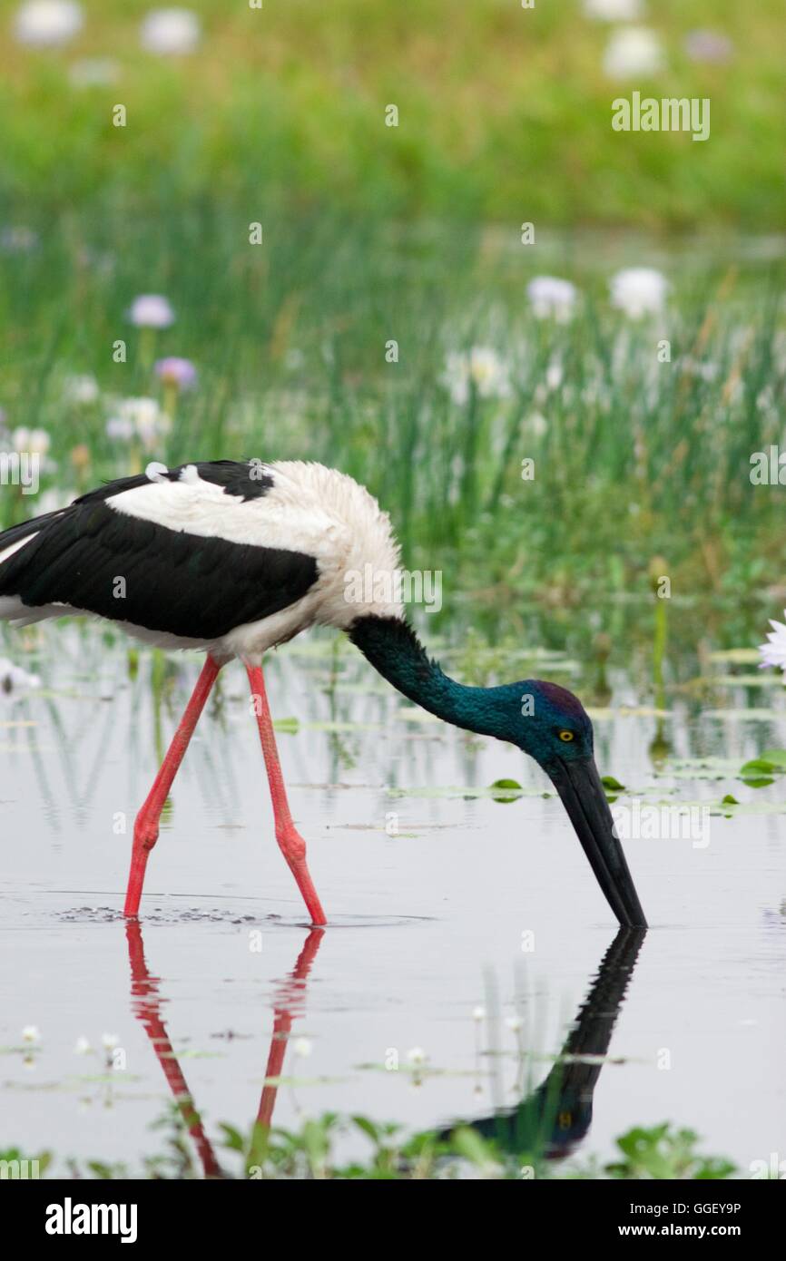 Female black necked storks hi-res stock photography and images - Alamy