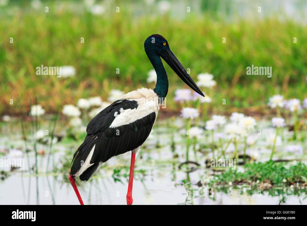 A female Jabiru or Black-Necked Stork forages in the Yellow Waters ...