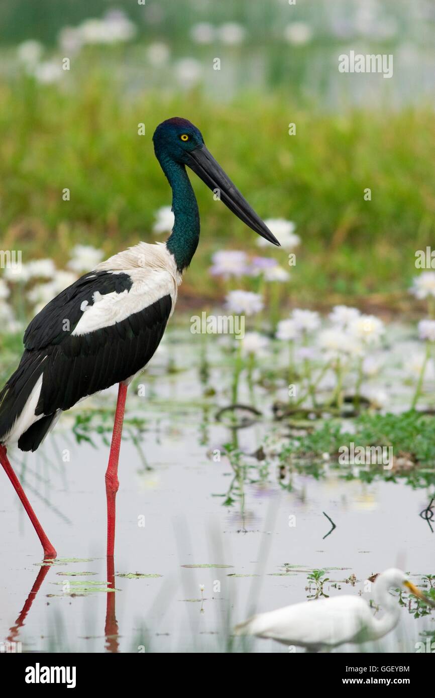 Female black necked storks hi-res stock photography and images - Alamy
