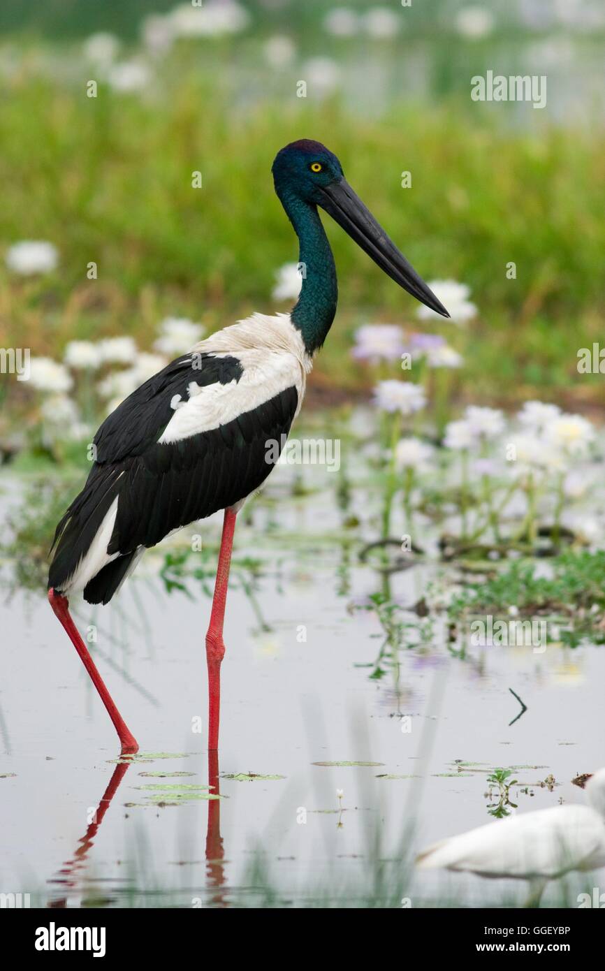A female Jabiru or Black-Necked Stork forages in the Yellow Waters ...