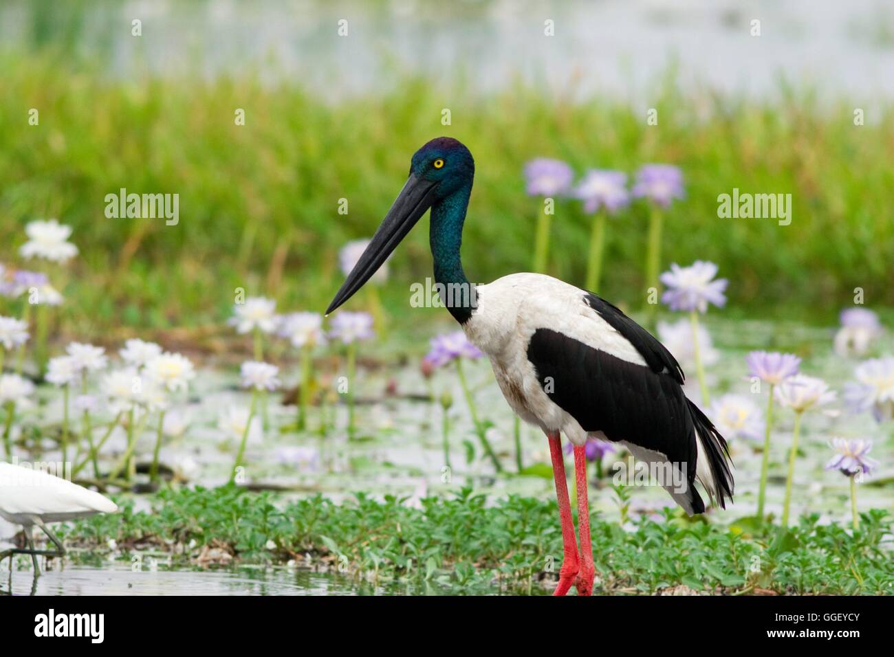 Female black necked storks hi-res stock photography and images - Alamy