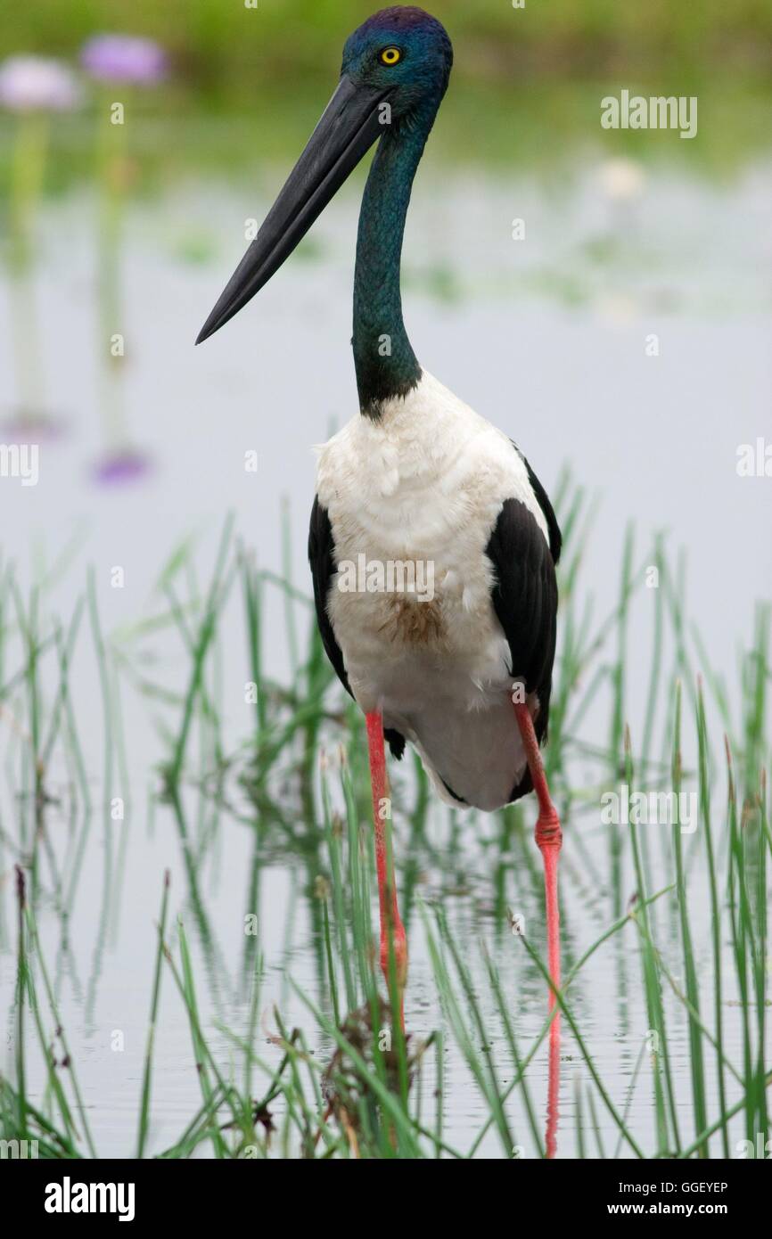 Female Black-Necked Storks (Ephippiorhynchus asiaticus), as known as ...