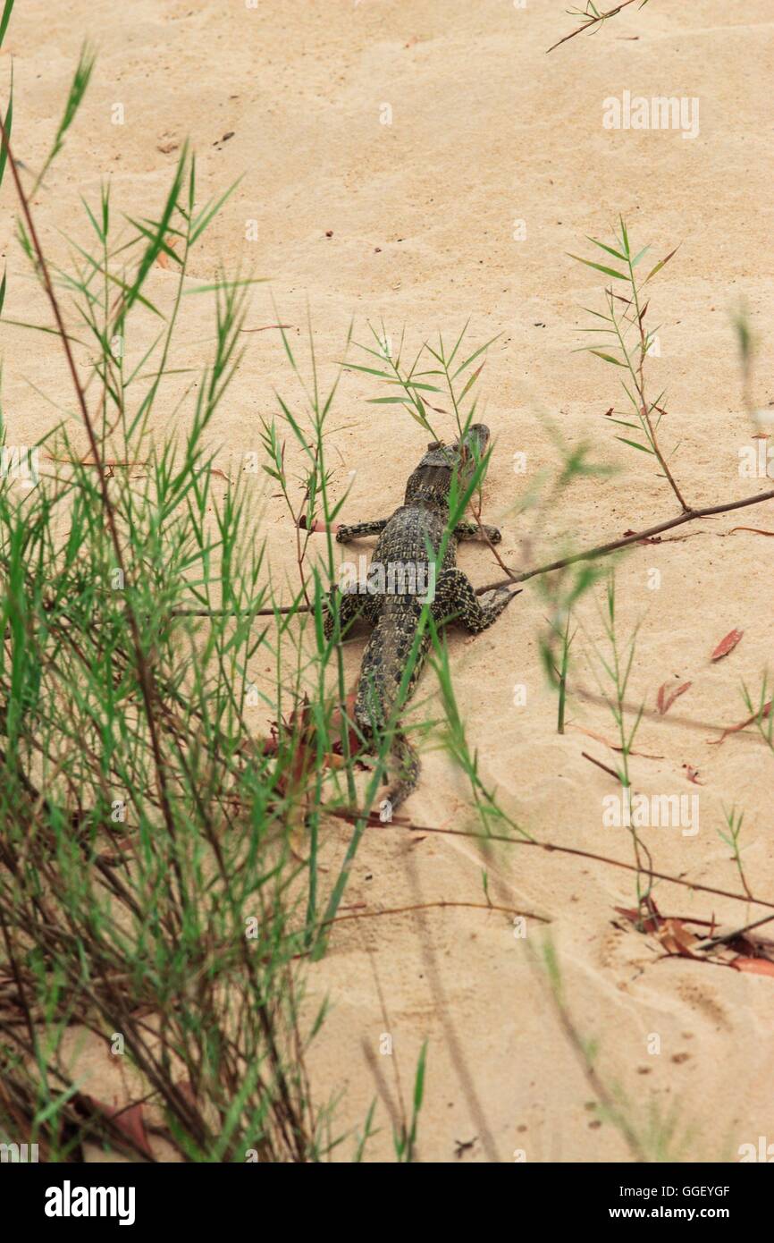 Juvenile saltwater crocodile crocodylus porosus hi-res stock ...