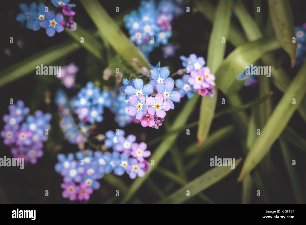 Colorful Forget me nots Stock Photo - Alamy