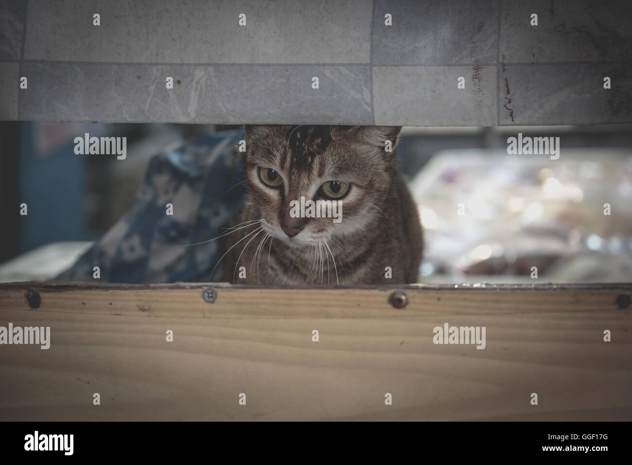 Hidden cat hi-res stock photography and images - Alamy