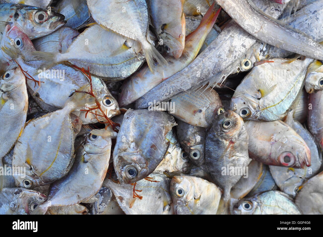 Tiger shrimp farming hi-res stock photography and images - Alamy