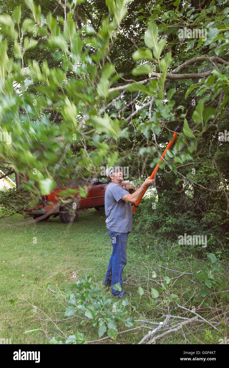 Man sawing tree branches in a yard Stock Photo - Alamy