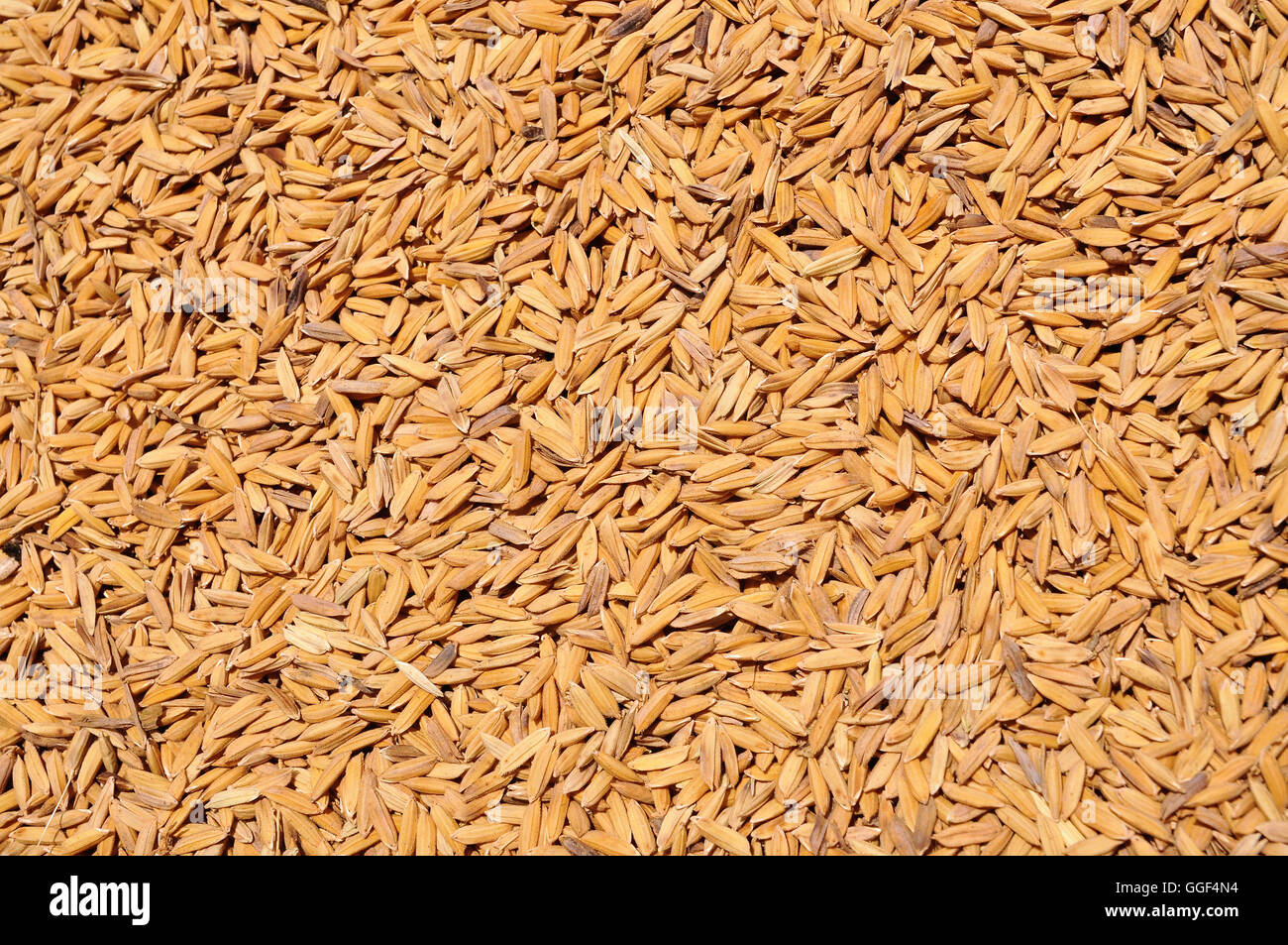 Drying Paddy rice Stock Photo - Alamy