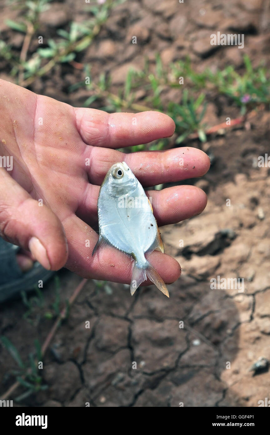 Fish in the hand Stock Photo - Alamy