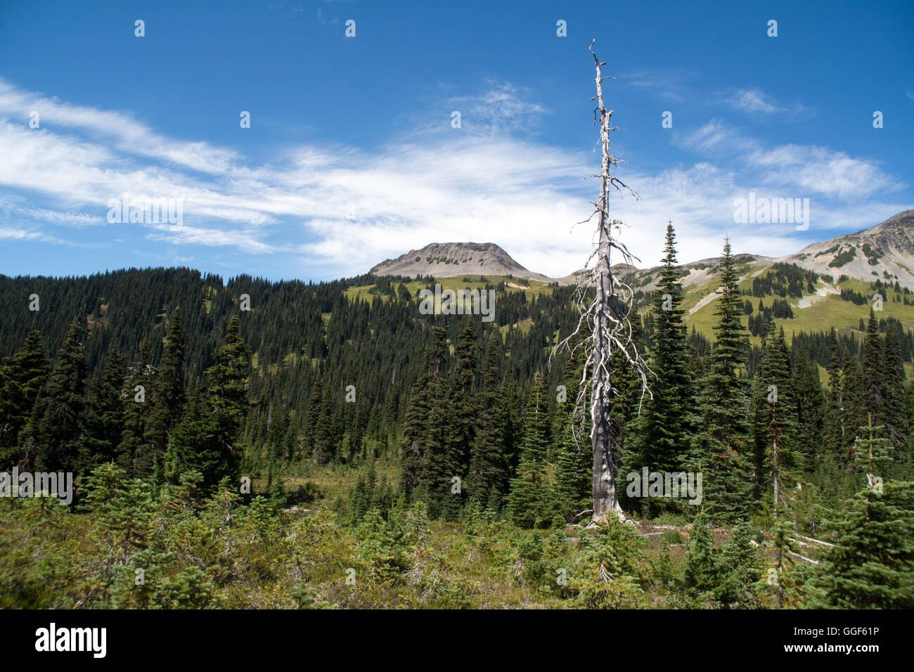 Subalpine trees hi-res stock photography and images - Alamy