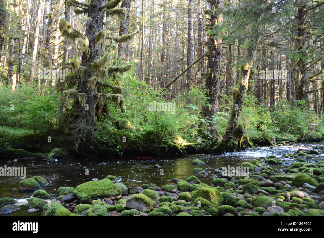 Pacific northwest lichens hi-res stock photography and images - Alamy