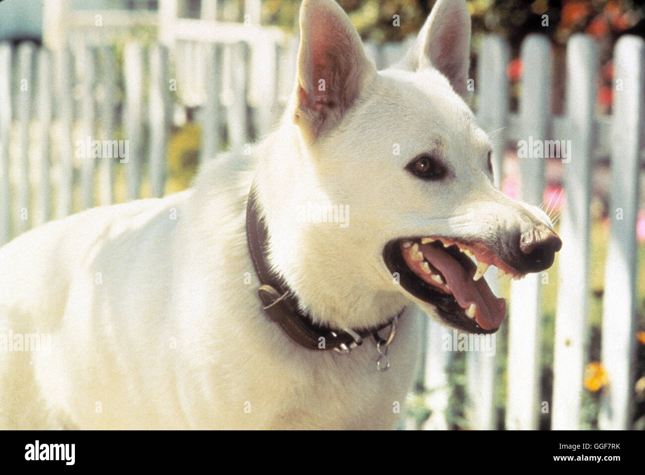 DER WEISSE HUND VON BEVERLY HILLS / White Dog USA 1982 / Samuel Fuller ...