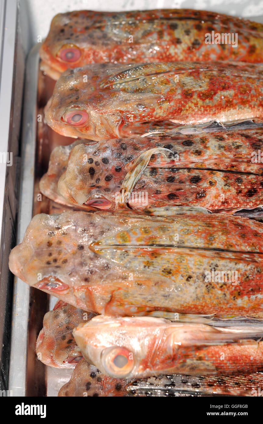 Boxfish beautiful hi-res stock photography and images - Alamy