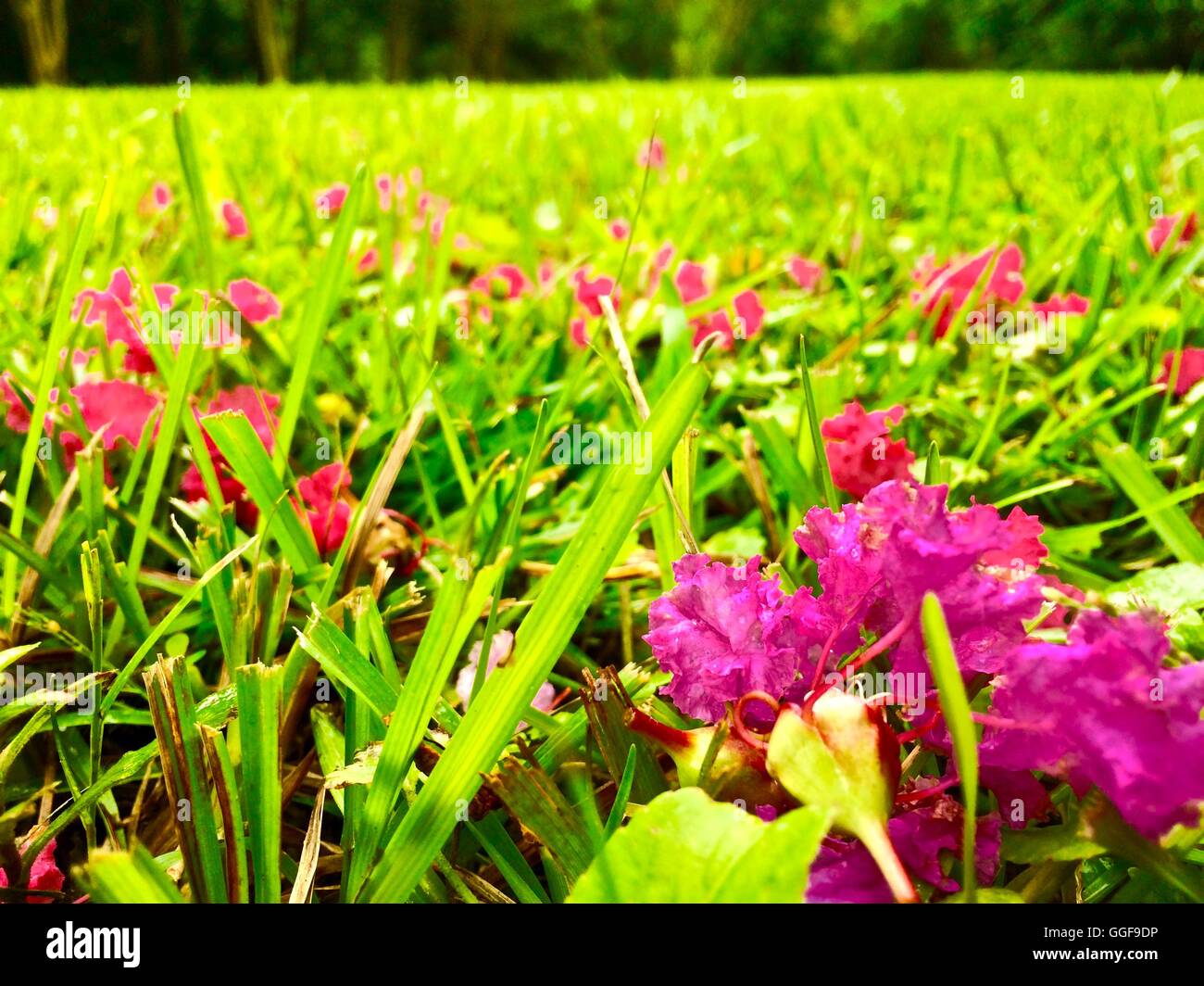 Scattered flower hi-res stock photography and images - Alamy