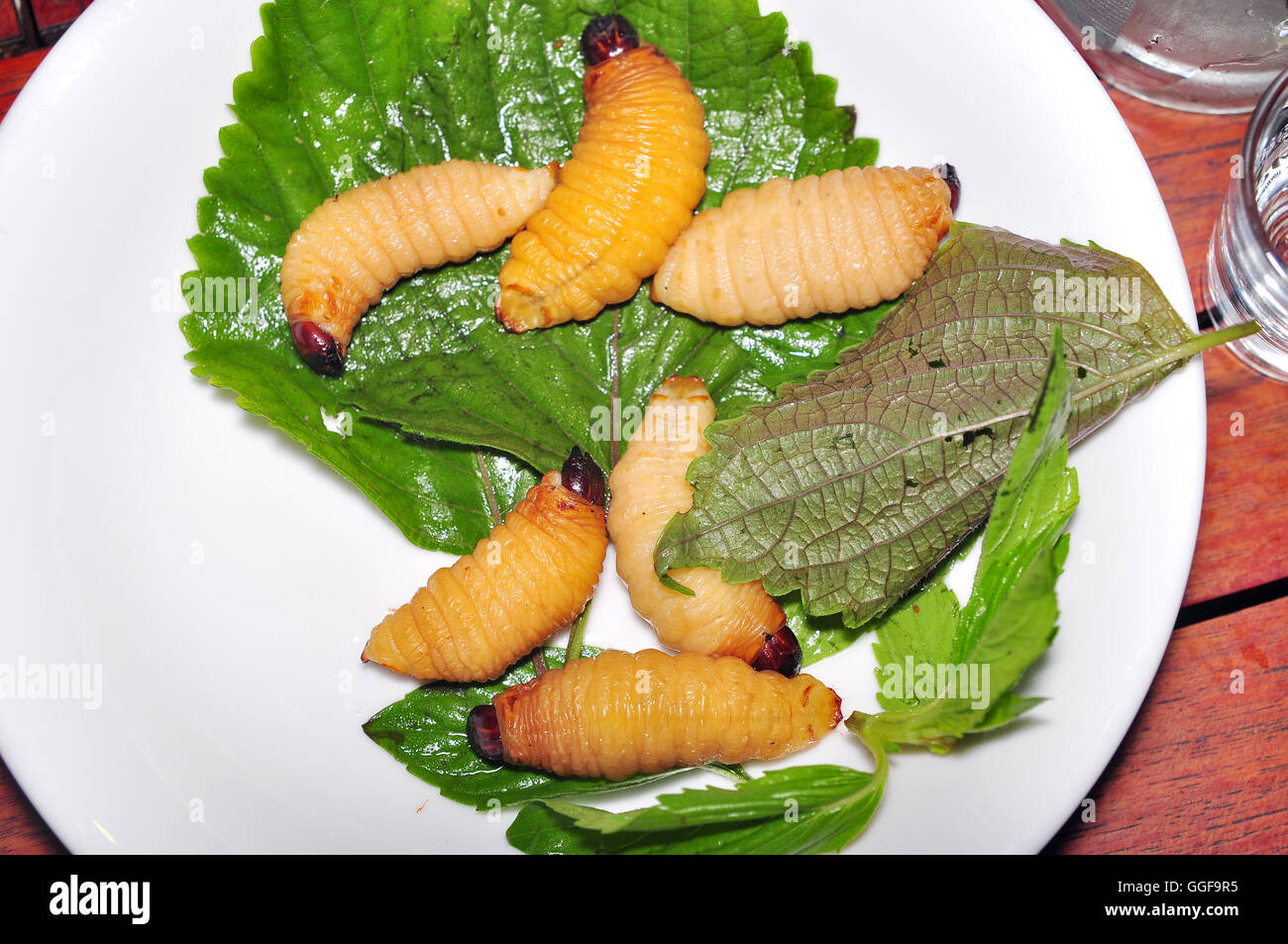 Red Palm Weevil Larva or Coconut worm or Duong dua or sago worm ...