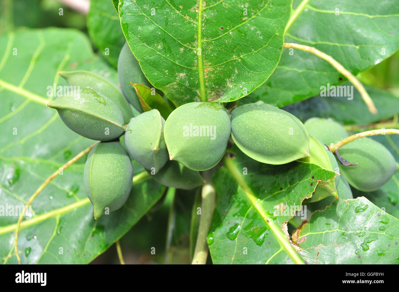 Terminalia catappa fruit Stock Photo - Alamy