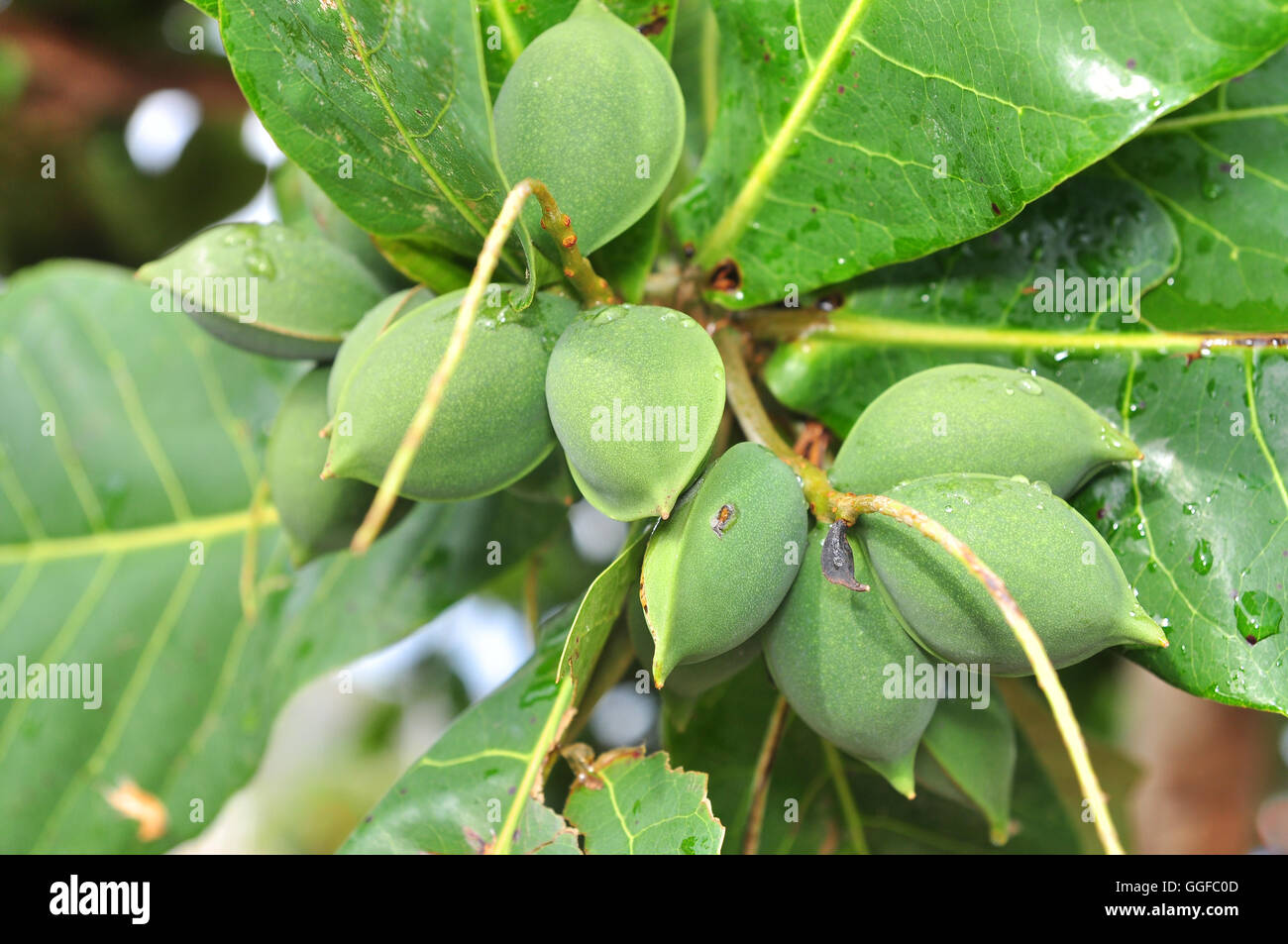 Terminalia catappa fruit Stock Photo - Alamy