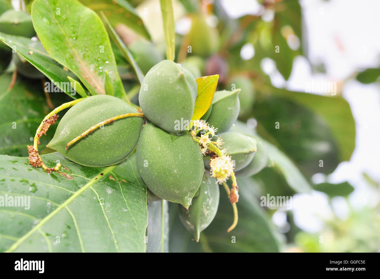 Terminalia catappa fruit Stock Photo - Alamy