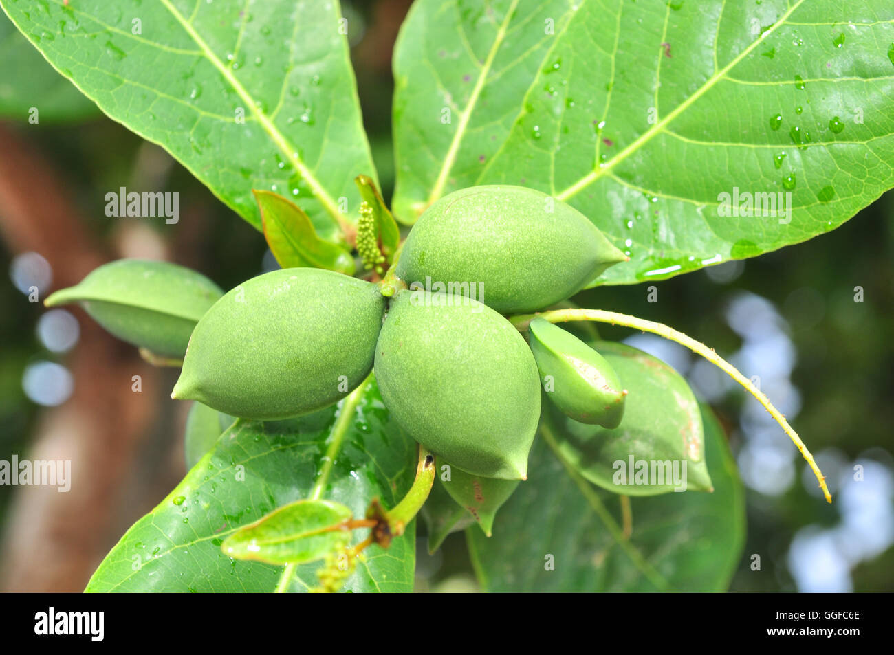 Terminalia catappa fruit Stock Photo - Alamy