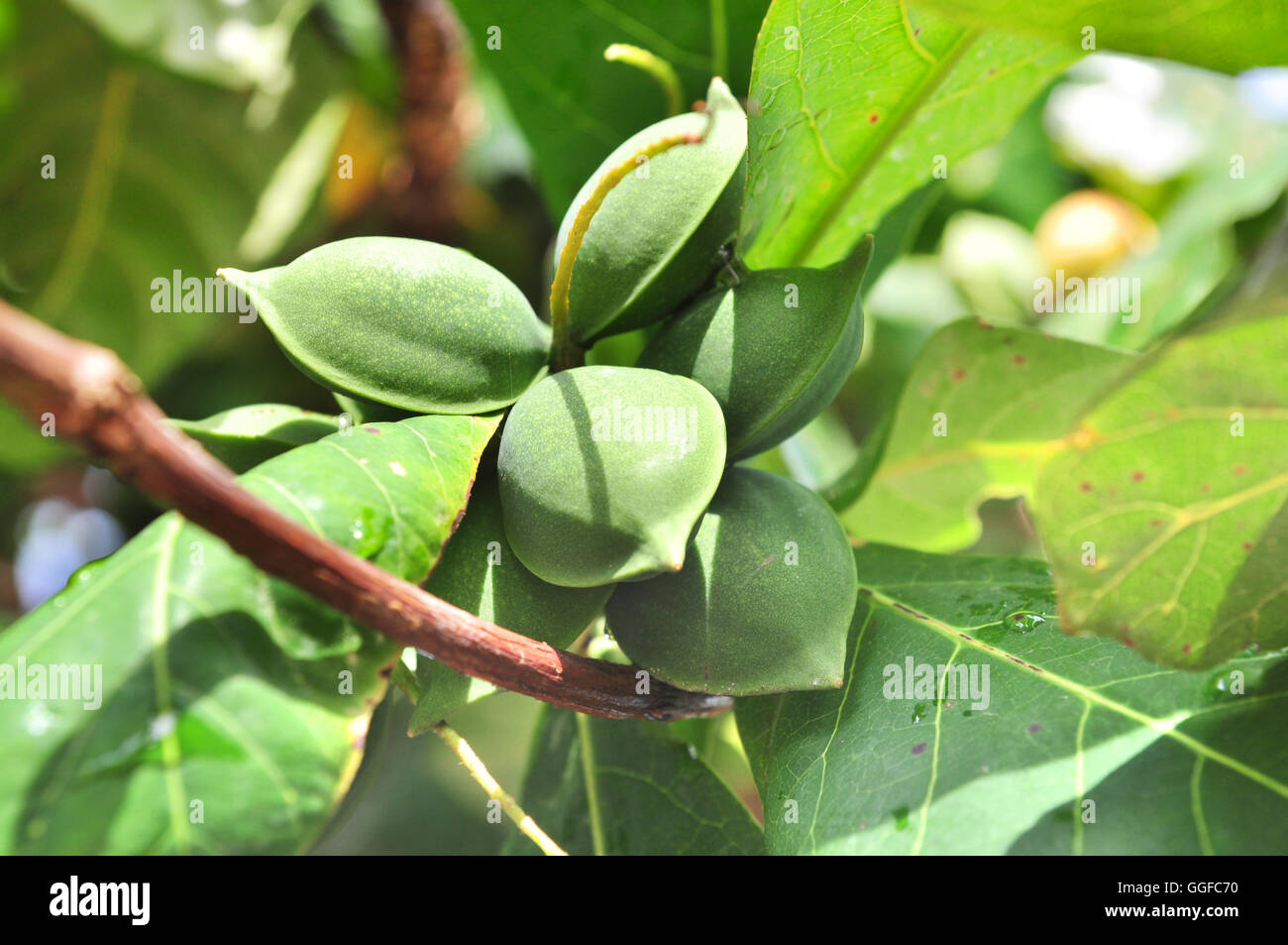 Terminalia catappa fruit Stock Photo - Alamy
