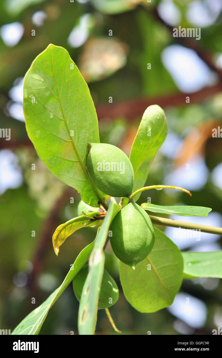 Terminalia catappa fruit Stock Photo - Alamy