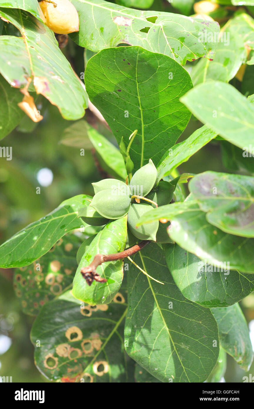 Terminalia catappa fruit Stock Photo - Alamy