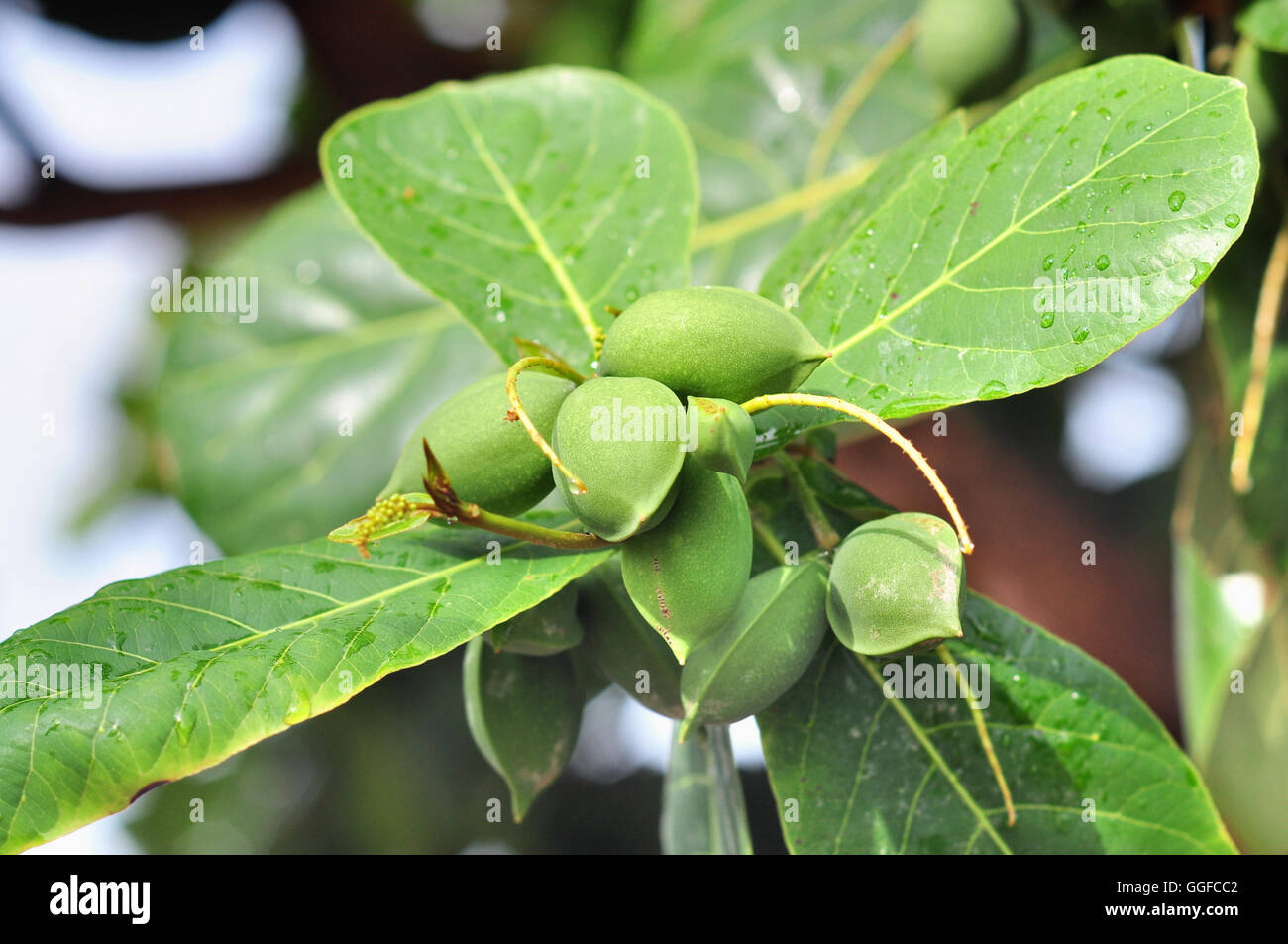 Terminaliacatapp hi-res stock photography and images - Alamy