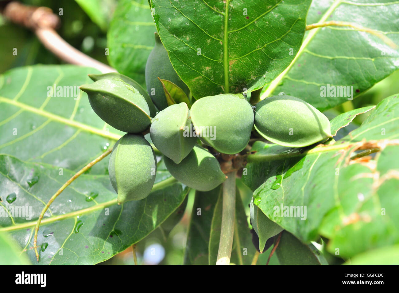 Terminaliacatapp hi-res stock photography and images - Alamy