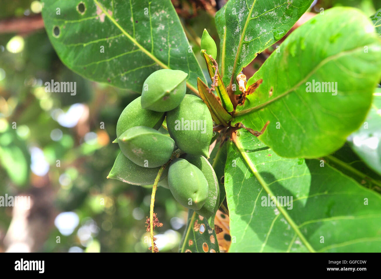 Terminalia catappa fruit Stock Photo - Alamy