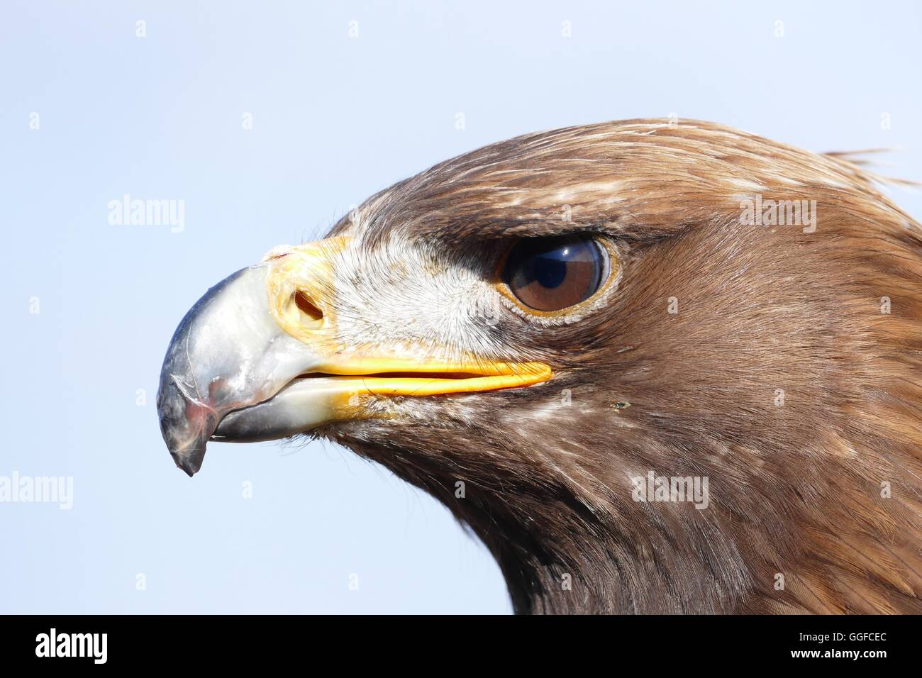 Eagle head looking serious in a white background Stock Photo - Alamy